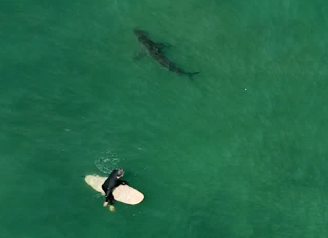 Great White Shark Encounters Surfer (Video) – Archyde