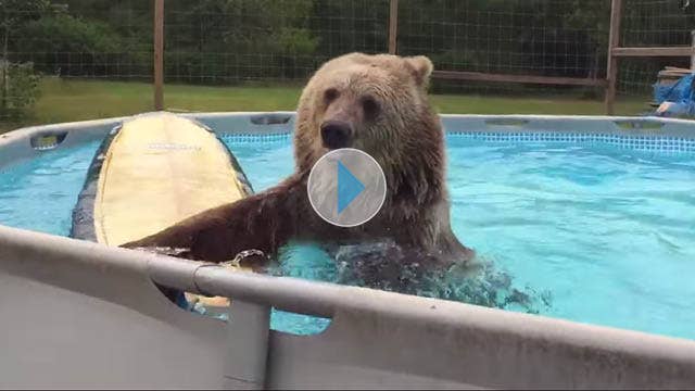 Bear Tries To Surf, Can't - Surfer