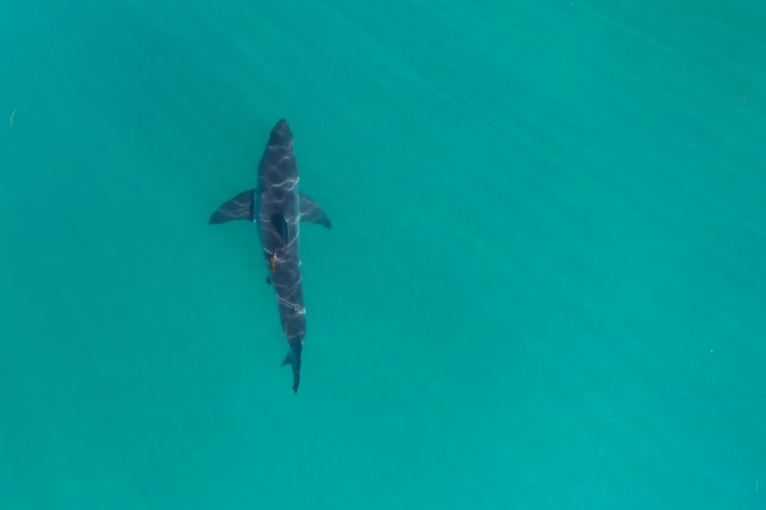 Summer Forecast: Great White Sharks in Southern California - Surfer