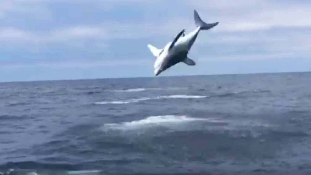 There's A Flying Shark Off The San Diego Coast - Surfer