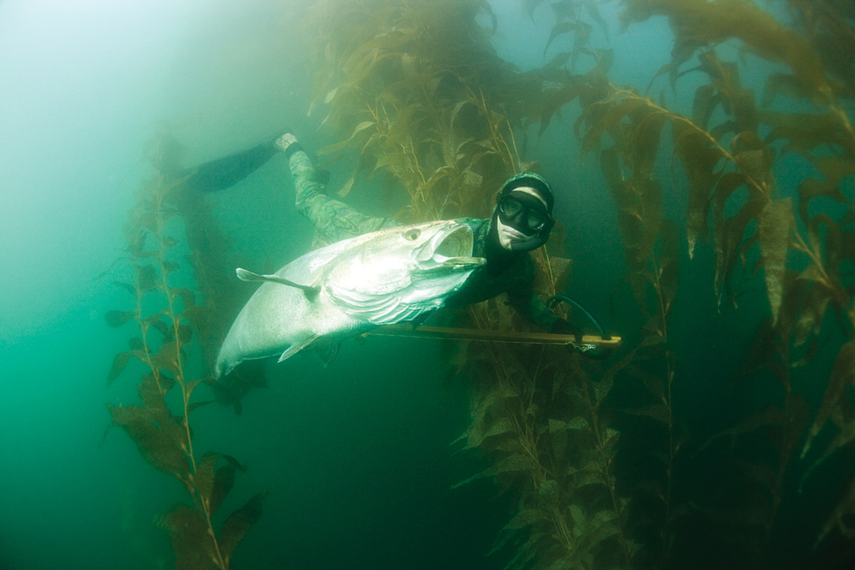 If You Want Healey, This is What I'll Give Ya - Surfer