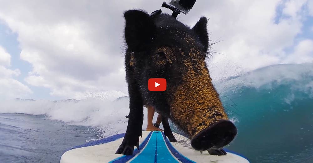 Video: Kama The Surfing Pig | SURFER Magazine - Surfer