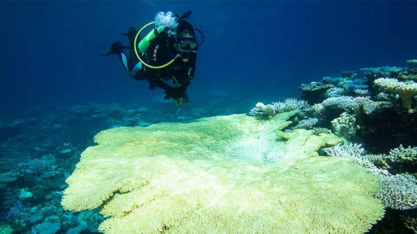 Massive Coral