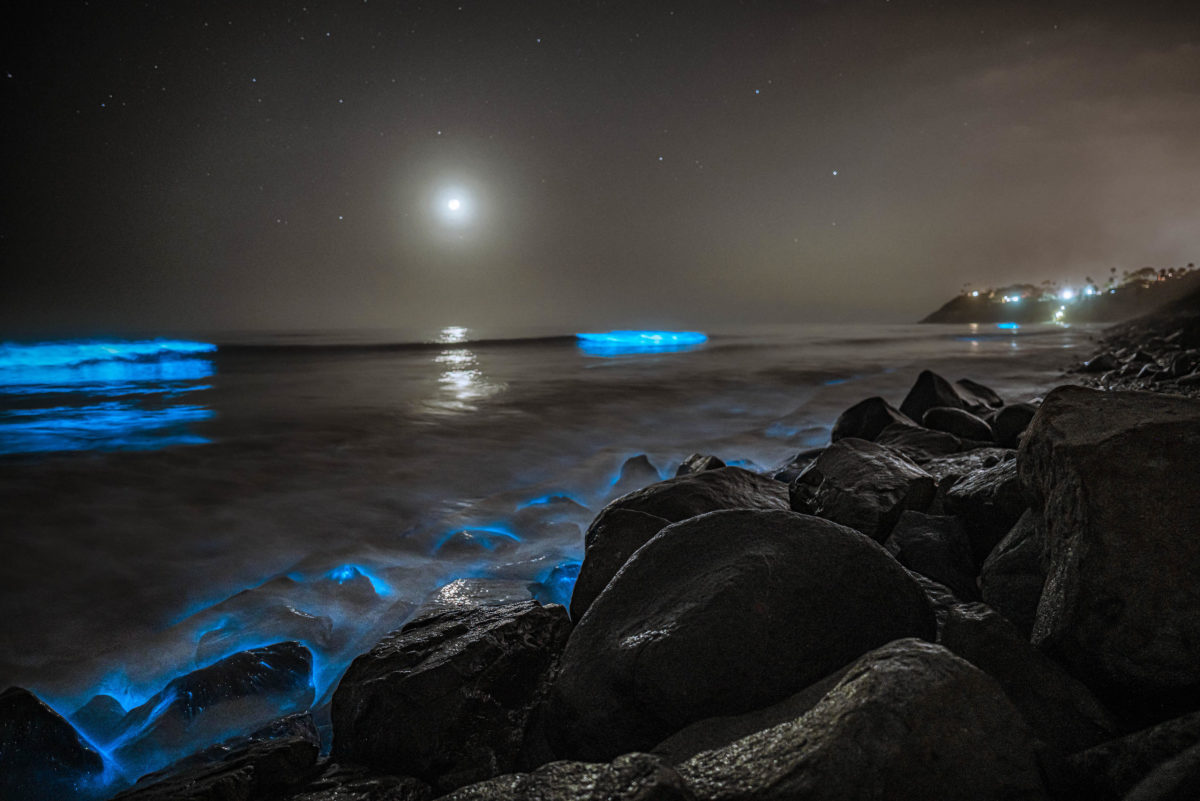 Bioluminescent Red Tide