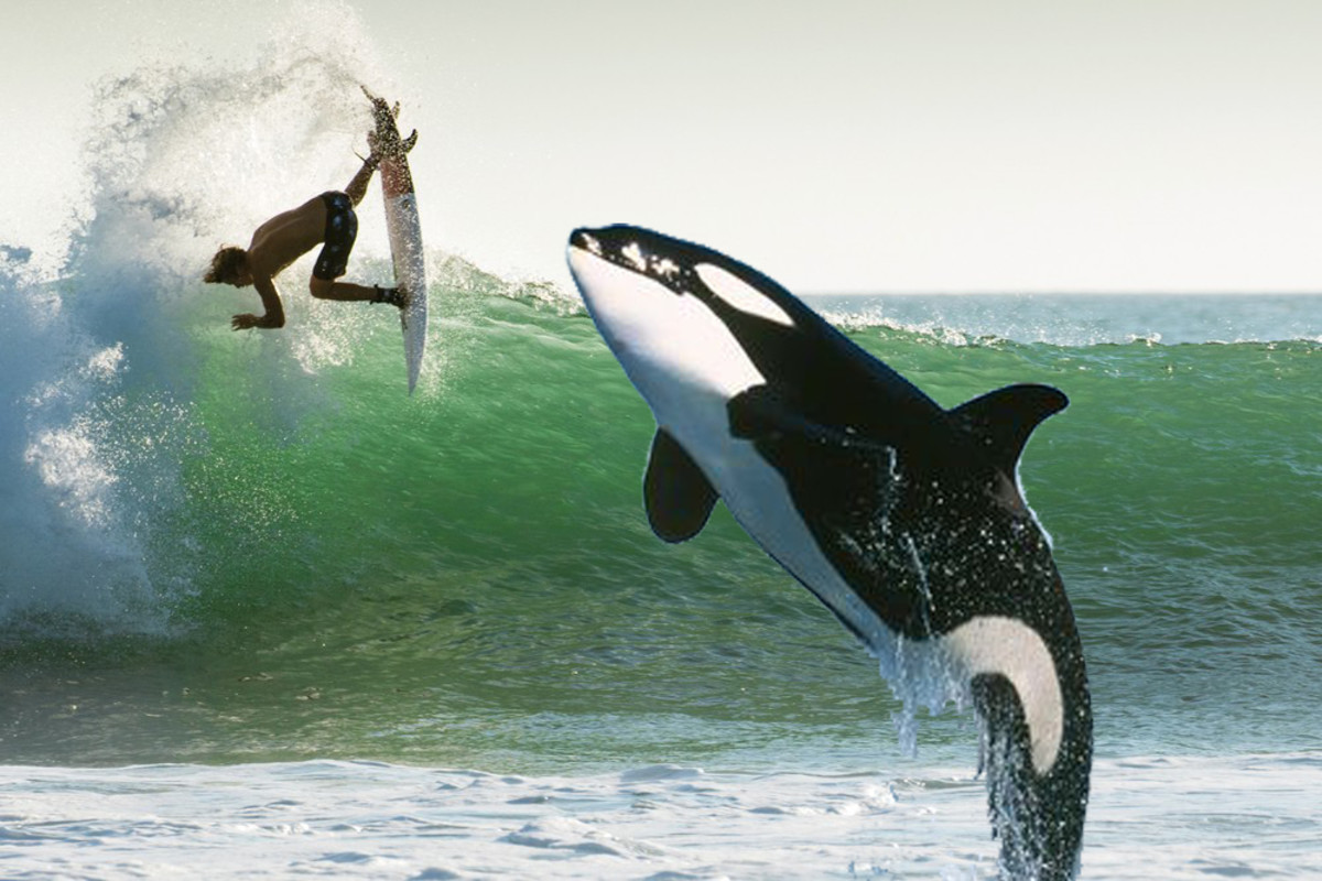 We've Got An Update On The Lowers Whale - Surfer
