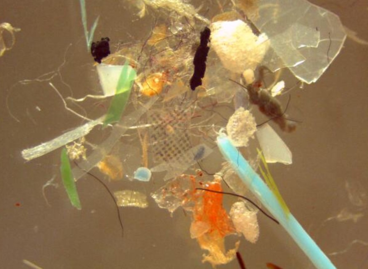 New garbage patch found in the Pacific, and it's bigger than Texas - Surfer