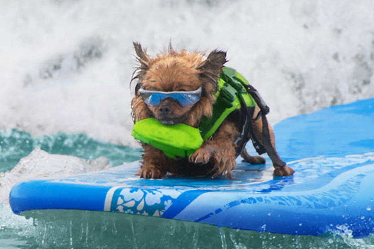 Dog Surfing