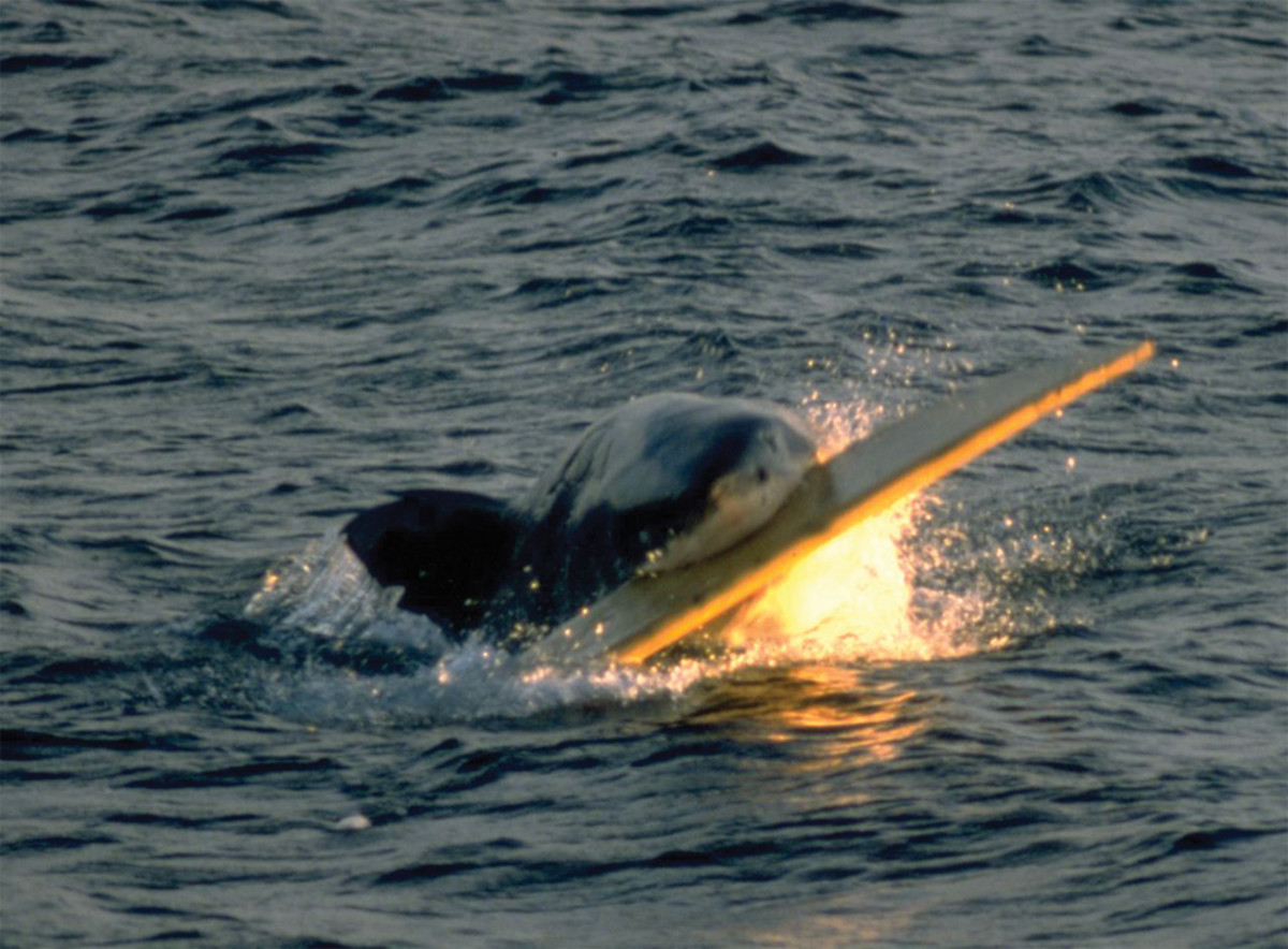 The Red Triangle - Surfer