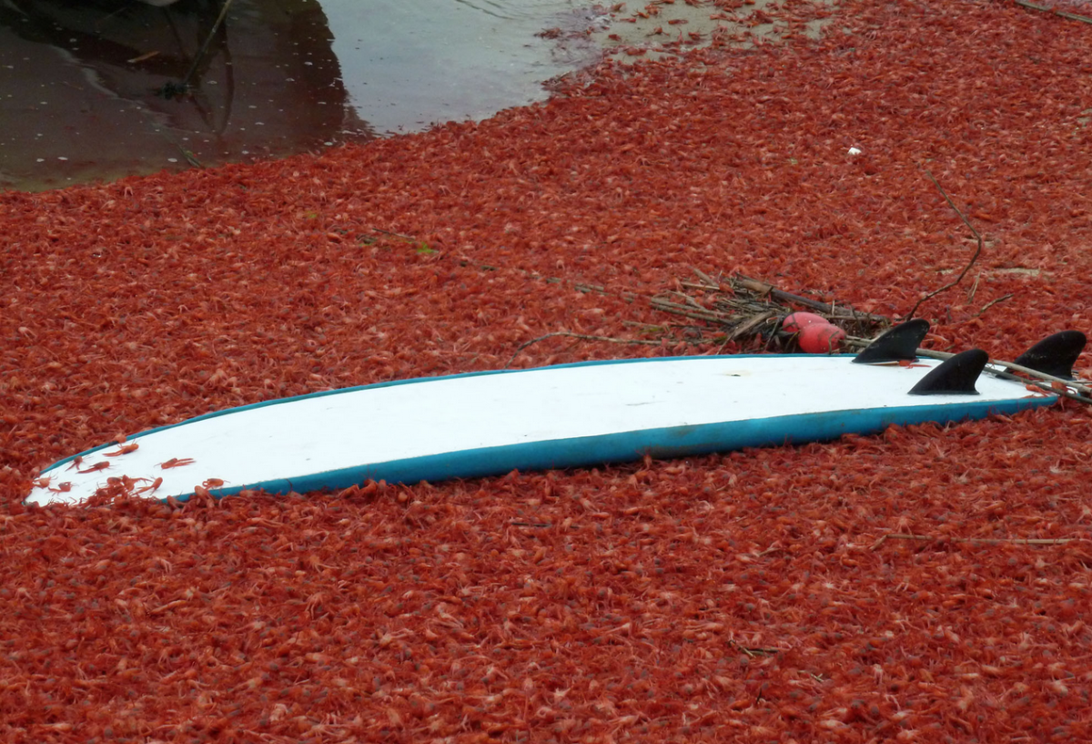 Red Crabs of the Apocalypse? | SURFER Magazine - Surfer