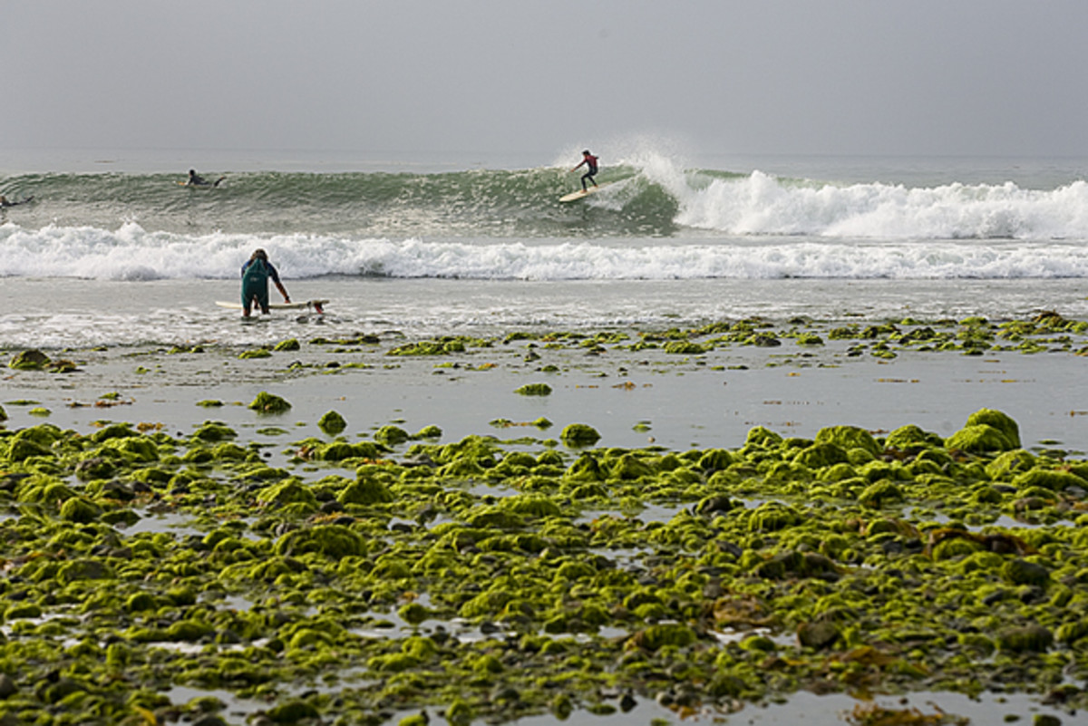 Grant Ellis | Jimmy Gamboa - Surfer