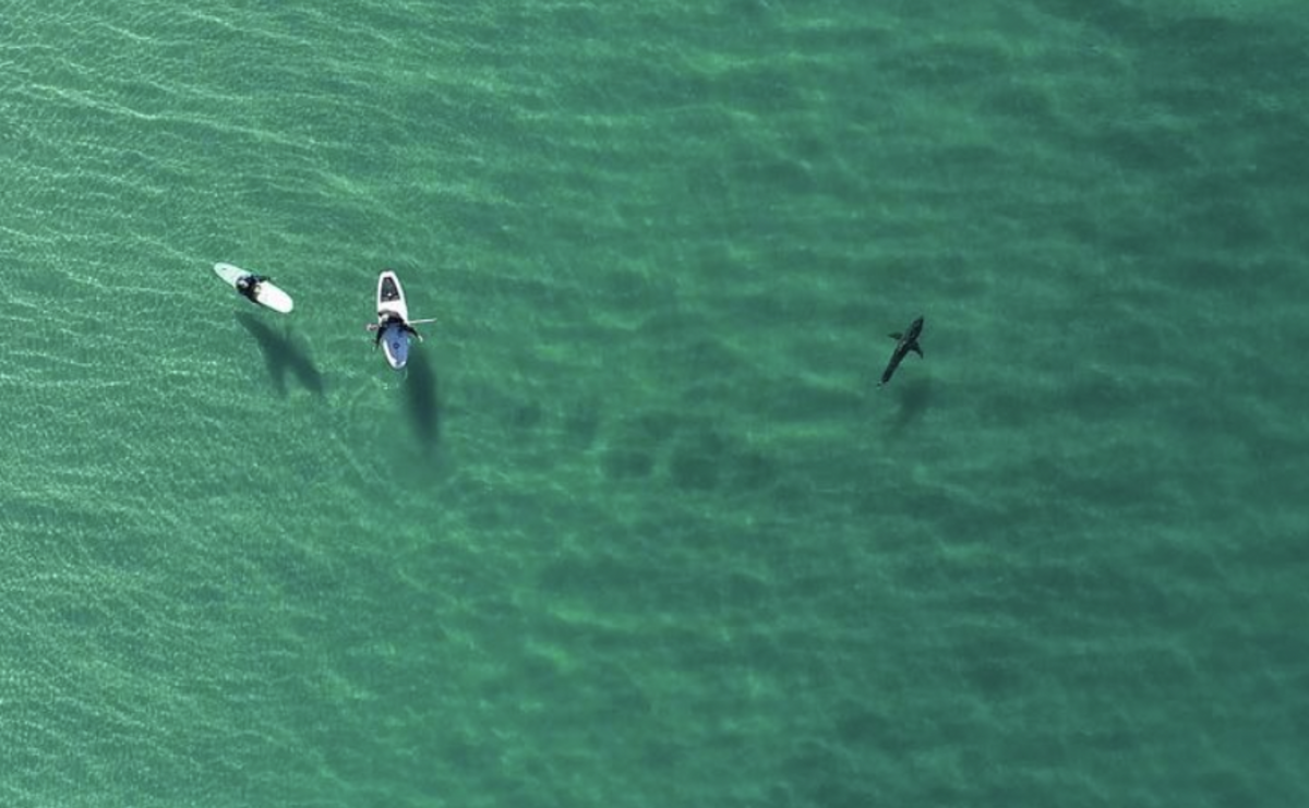 Great White Sharks Near Surfers 97% of the Time in CA Waters, Study ...