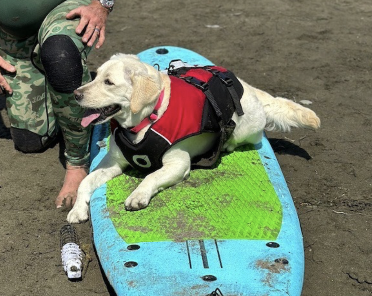 Pups Packed the Lineup for the World Dog Surfing Championships - Surfer