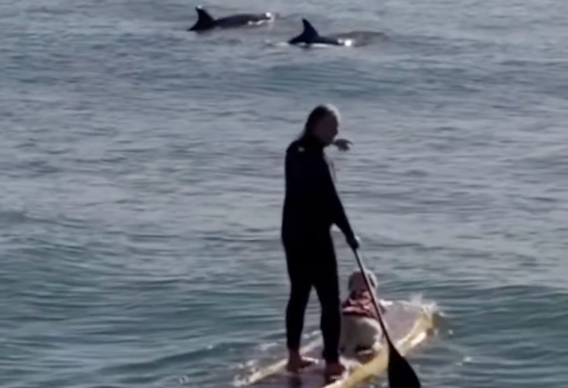 Clip: Watch a Dog and Bottlenose Dolphins Go Surfing on a Gorgeous Day ...