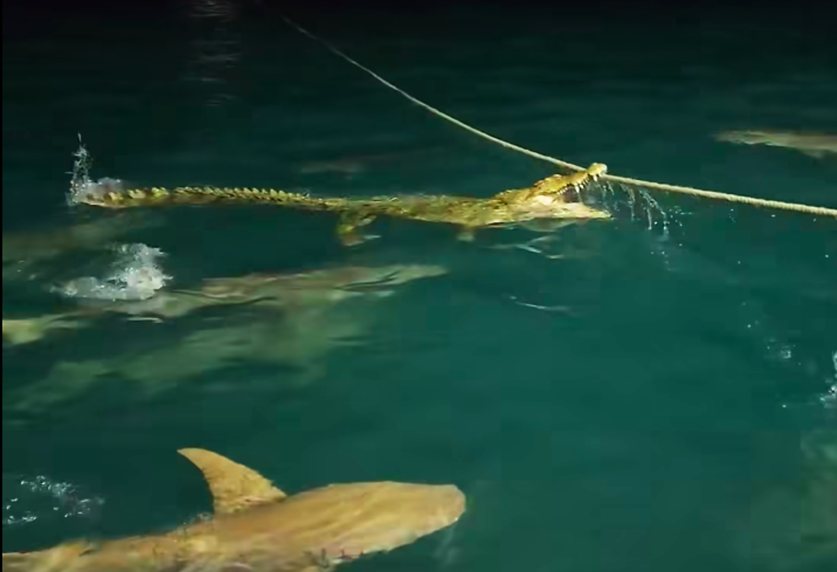 In One Of The Most Australian Things Ever, Sharks Attack Saltwater Croc ...