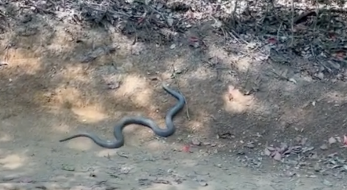 Surfer Joel Parkinson Encounters 'Man-Eating' Snake on Bike Trail in ...