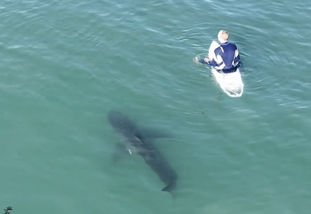 Watch a Great White Shark Sneak Up On Clueless Surfer in California ...