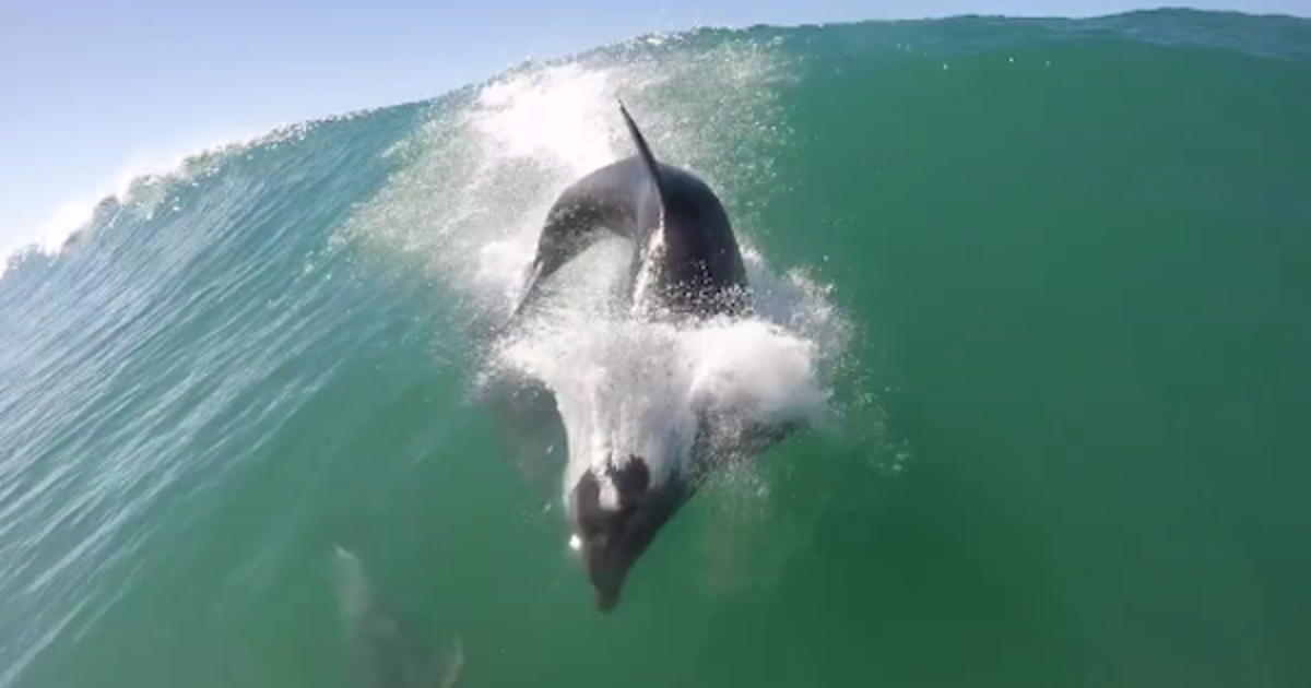 Watch: Dolphins Hate SUPers | SURFER Magazine - Surfer