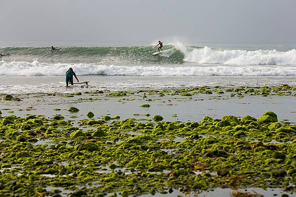 Grant Ellis | Jimmy Gamboa - Surfer