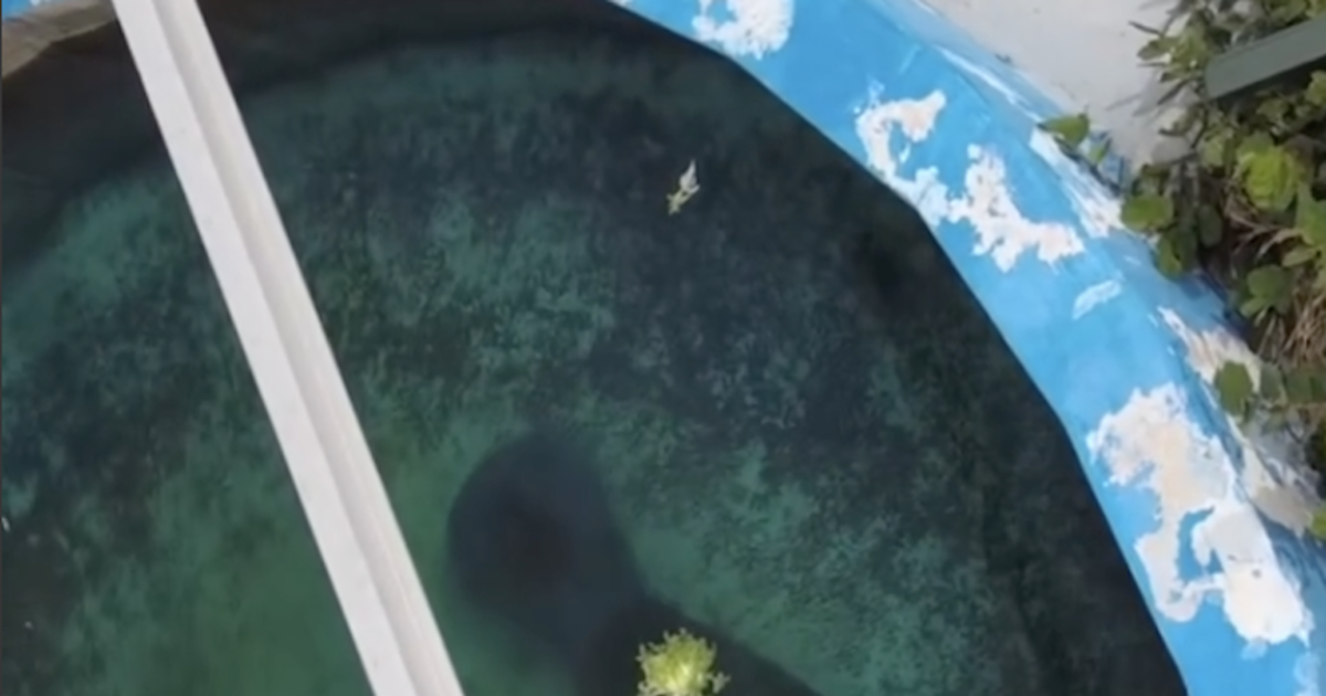 Surfing Great Kelly Slater Makes Plea to Help Isolated Manatee at ...