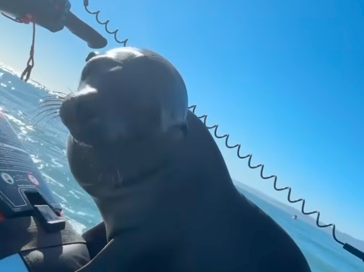 VIDEO: Sea Lion Hides from Sharks on Jetski During Mavericks Surf ...