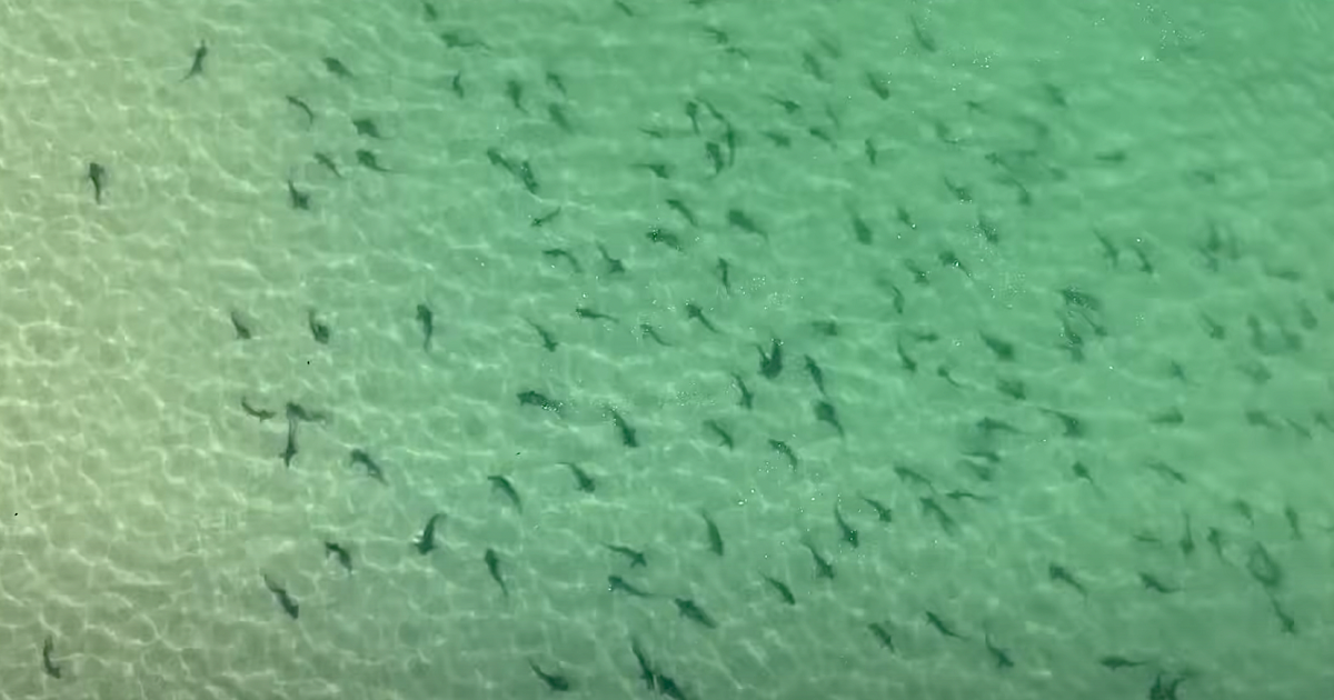 Surfing with “Hundreds of Sharks” in San Diego (Video) - Surfer