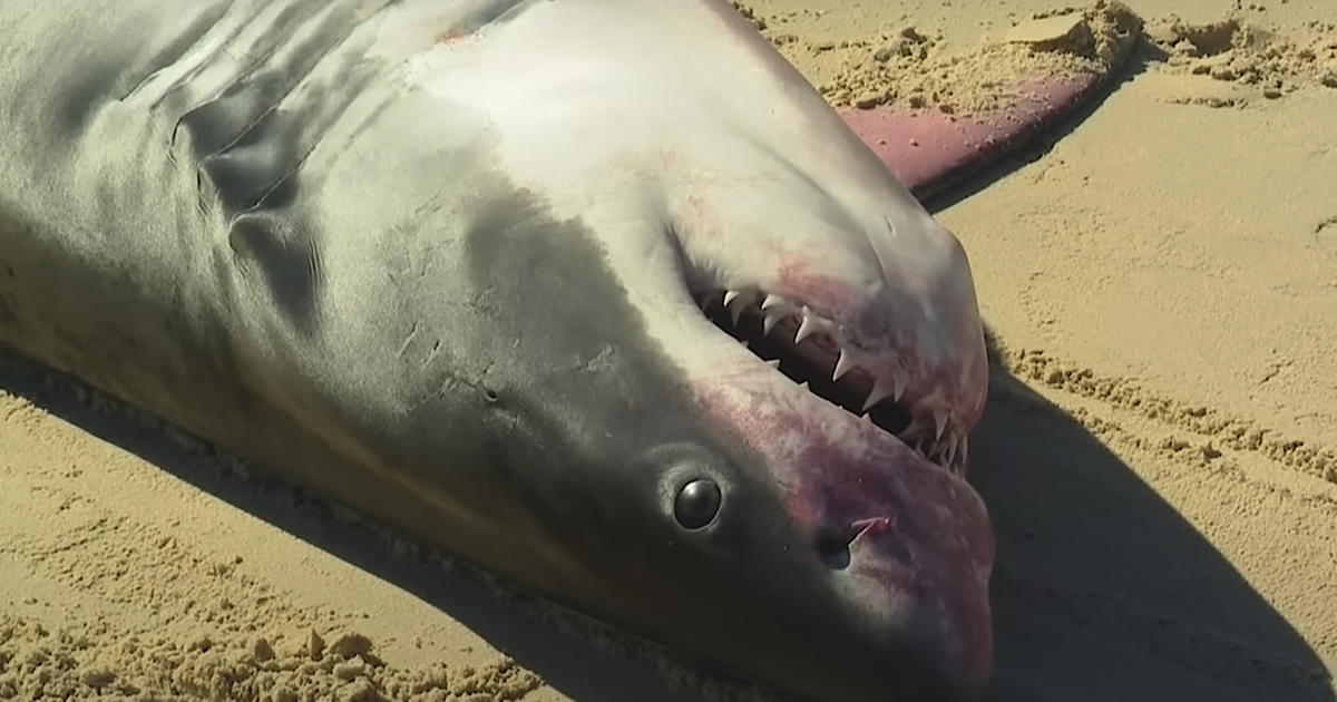 “Monster” Great White Shark Washes Ashore in Australia (Video) - Surfer