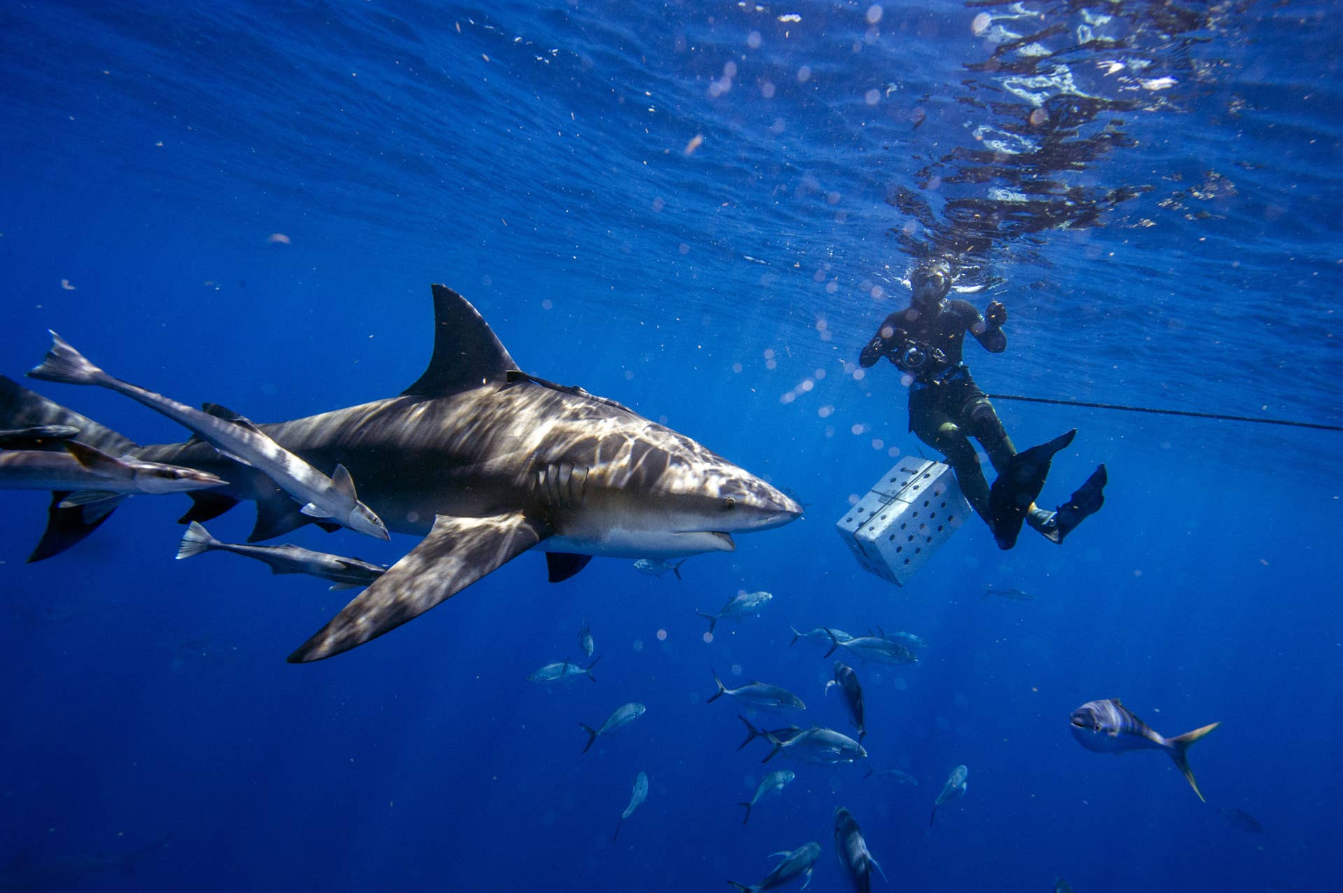 Shark Tour Worker Attacked on Oahu’s North Shore - Surfer