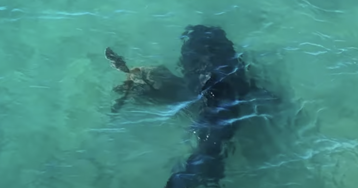 Shark Attacks Turtle with Surfer Nearby in Hawaii (Video) - Surfer