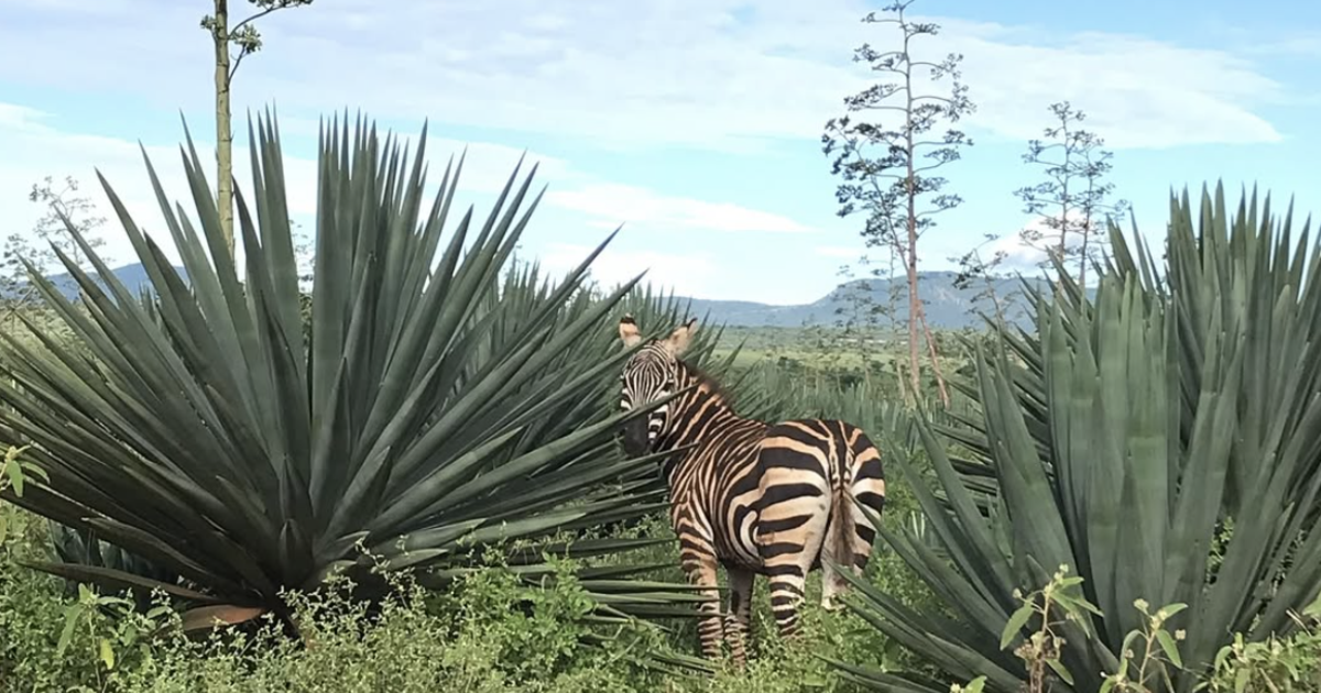 Grow Blanks: The Story of A 30k Acre Surfboard Farm in Kenya - Surfer