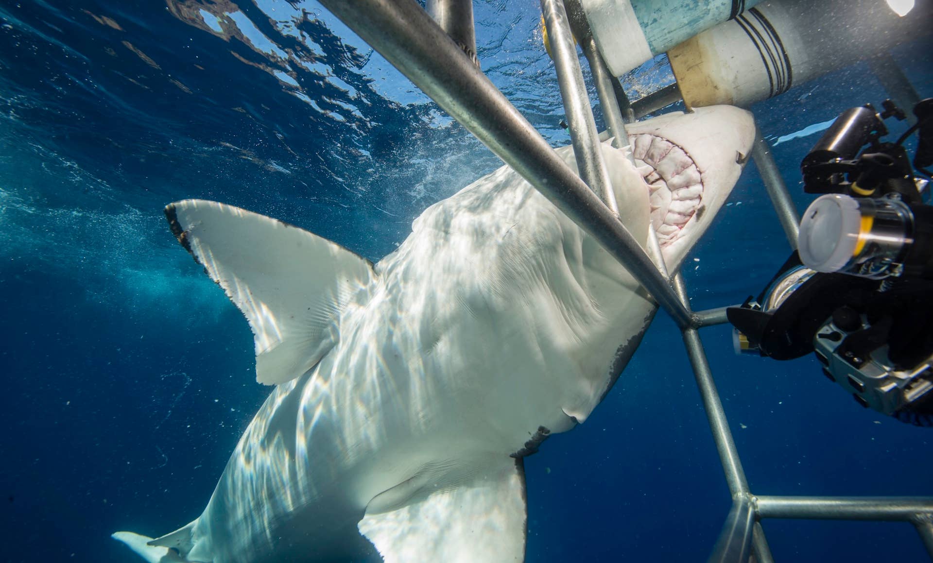 “Completely Lawless”: Shark Tours Under Fire After Attacks - Surfer