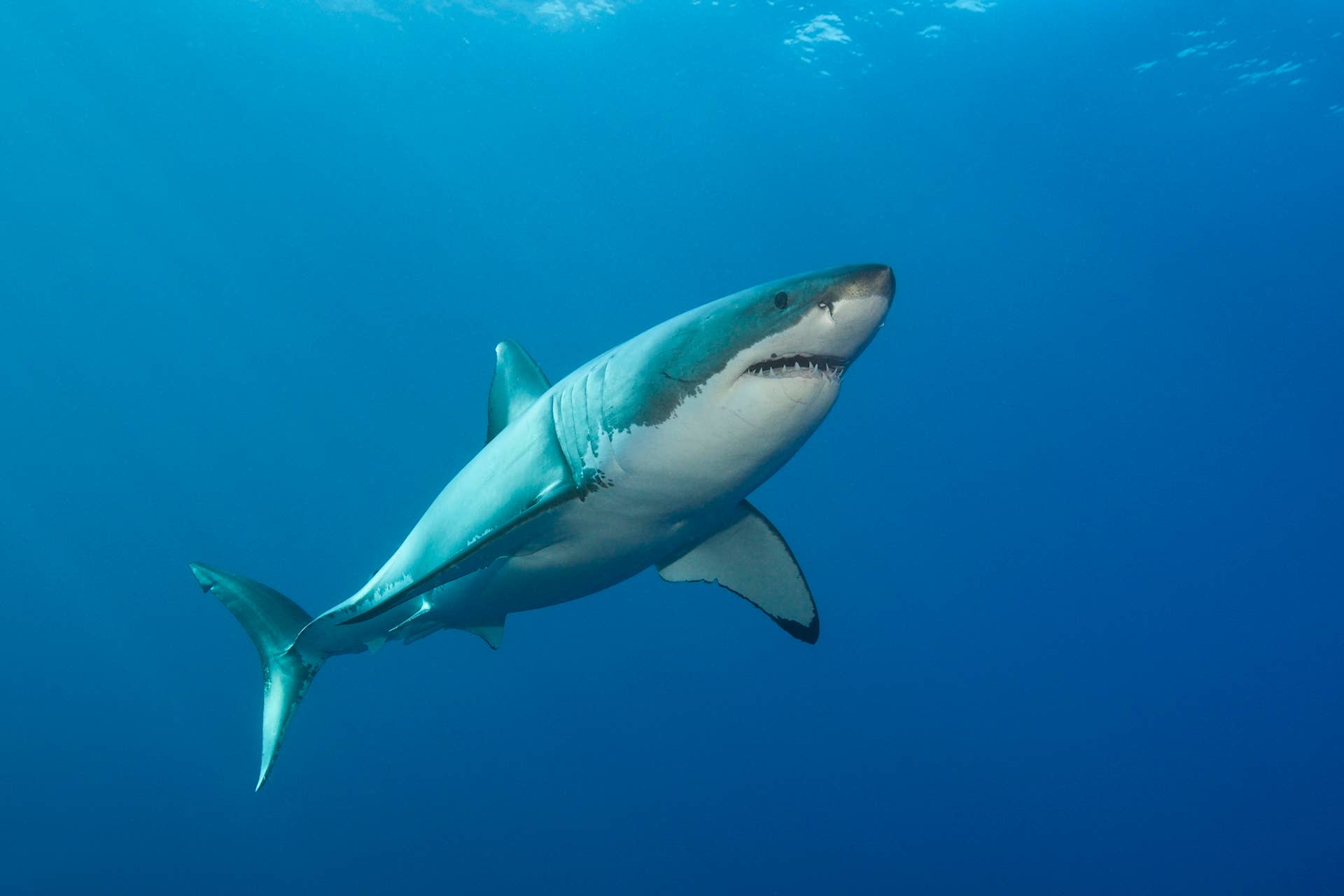 Experienced Surfer Killed by Shark Attack in Sydney, Australia - Surfer
