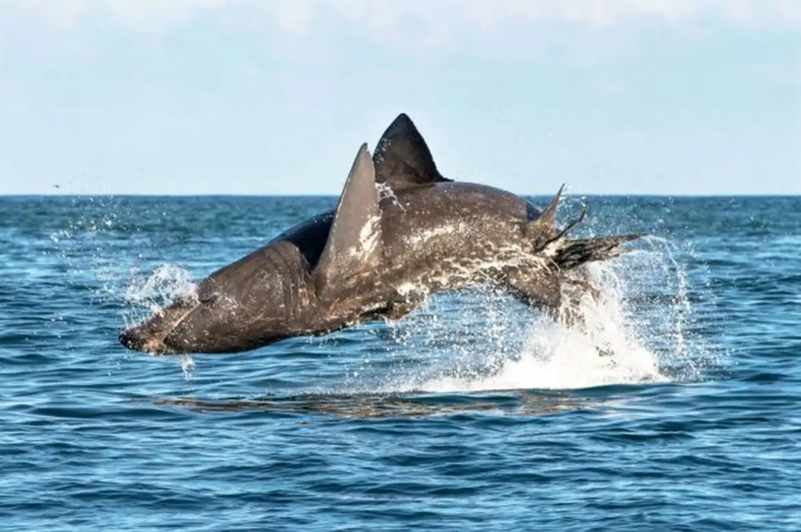 Thousands Of Sharks Seen Breaching Off The Coast Of Ireland (Video ...