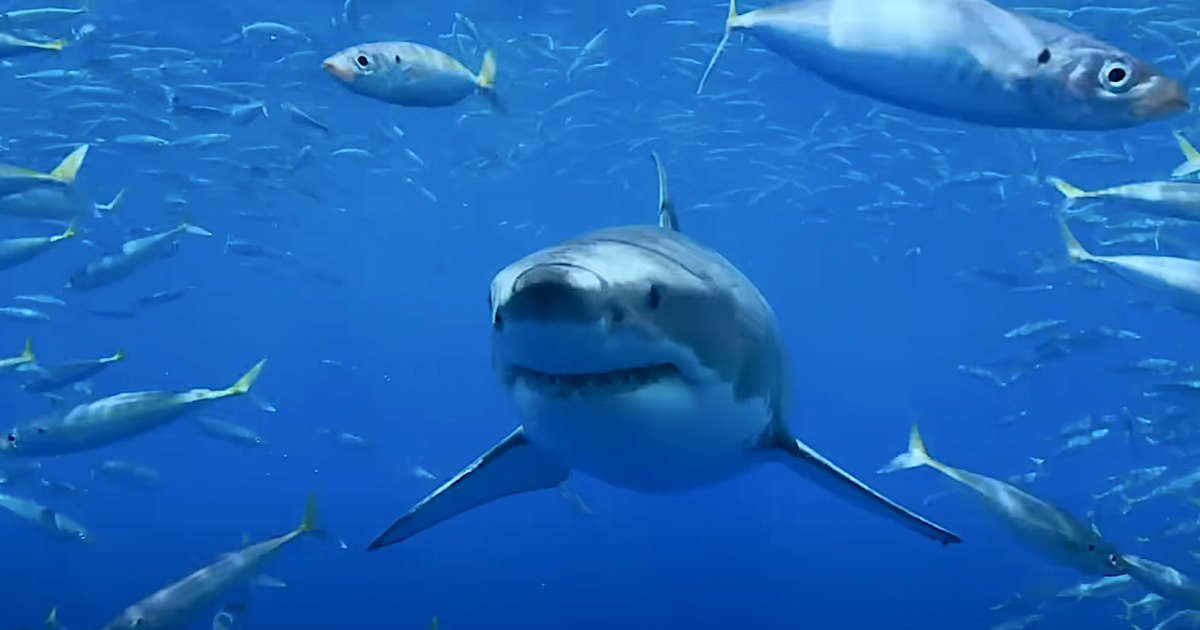 Reality TV Meets Sharks: Netflix’s New Series Looks Wild - Surfer