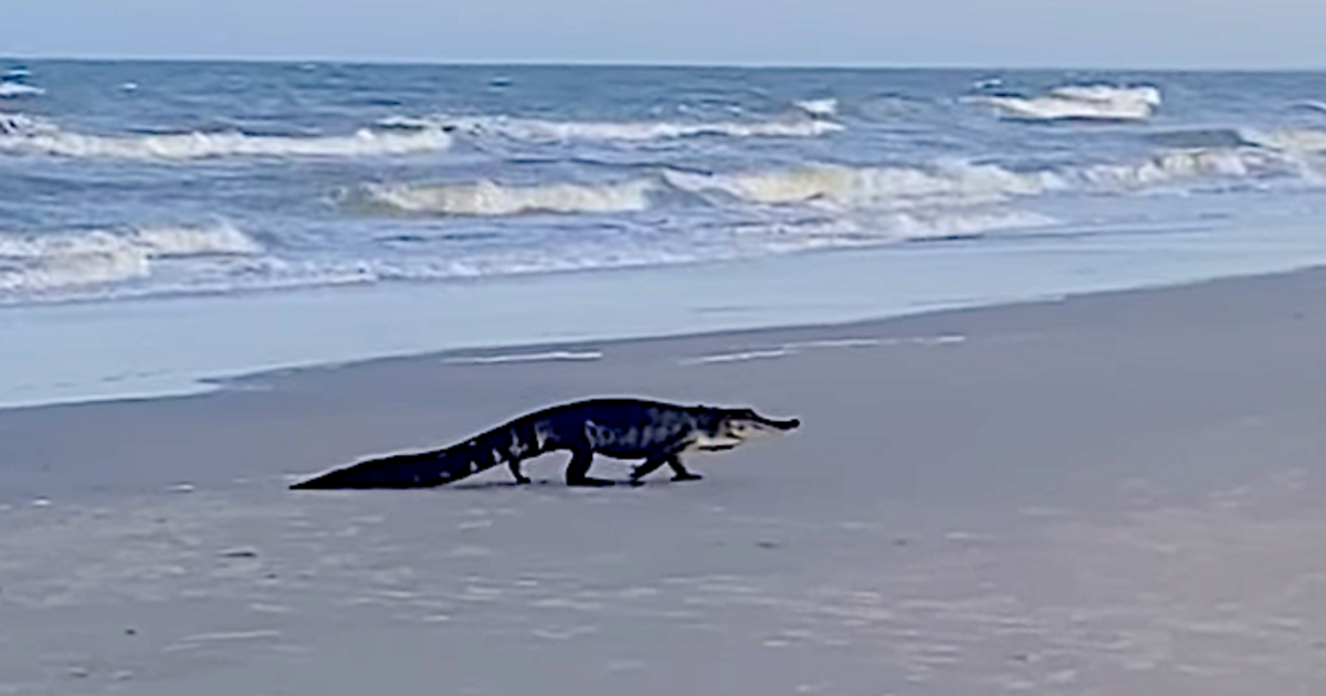 Alligators Invade South Carolina Beaches (Video) - Surfer