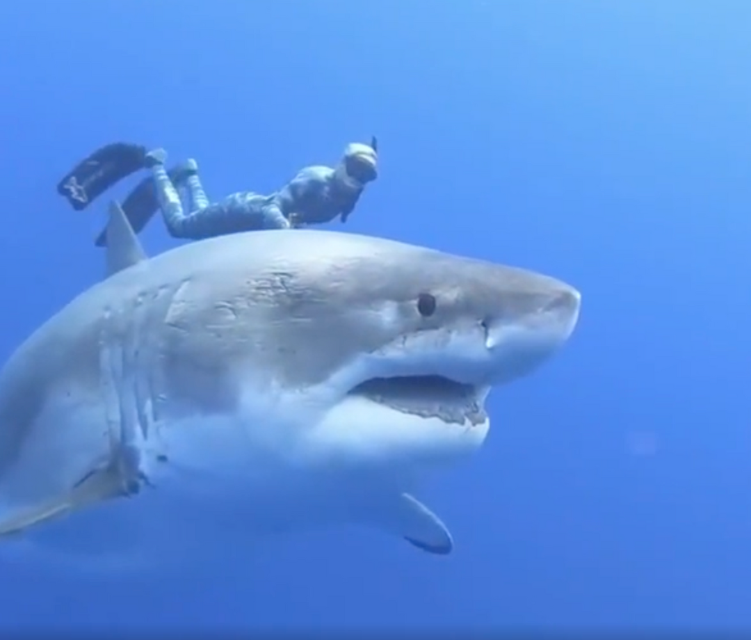 Diver Swims With Record-Breaking Great White Shark (Video) - Surfer