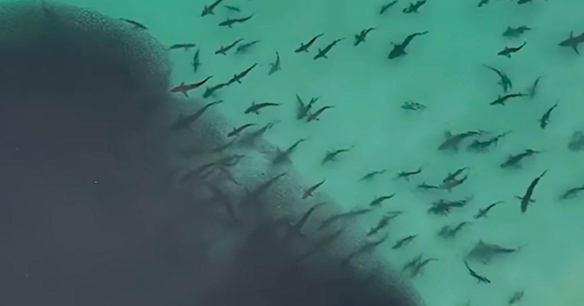 500 Sharks vs. One Surfer: Crazy Feeding Frenzy in Australia (Video ...