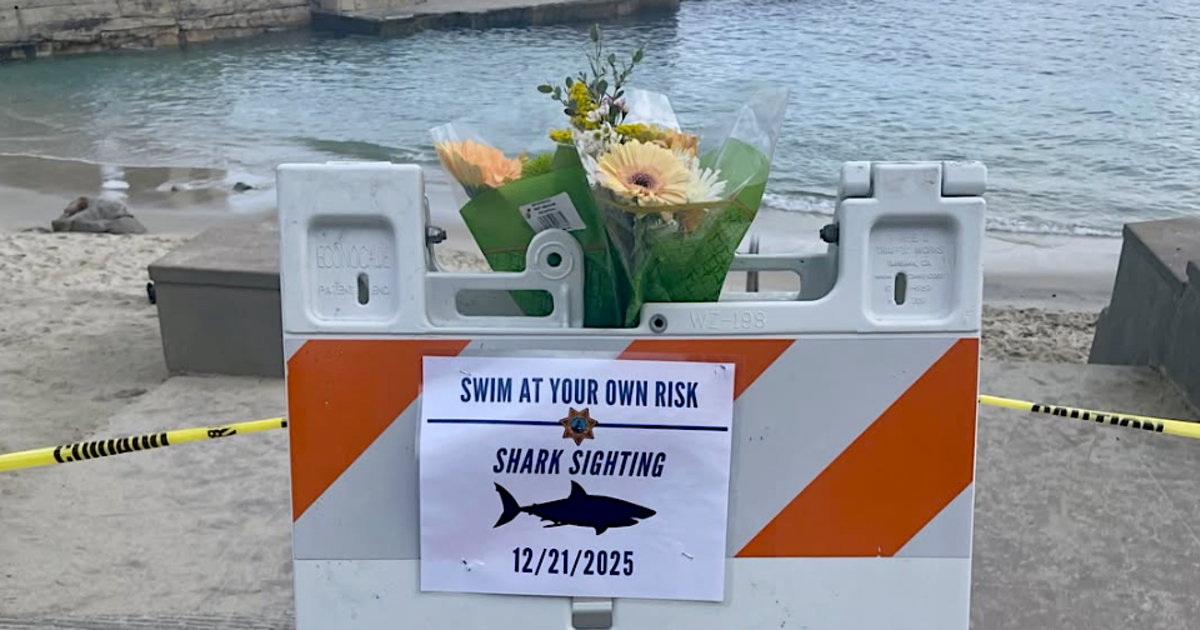 Erica Fox Monterey Shark Attack Victim Identified - Surfer