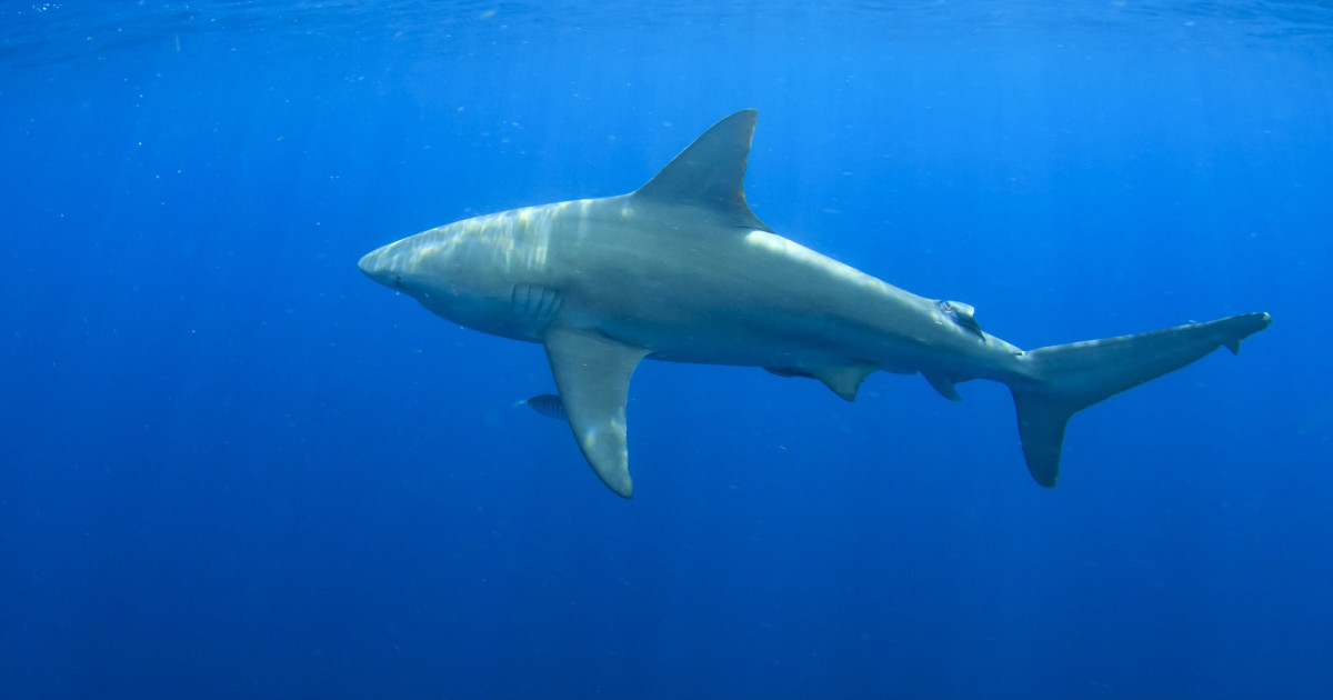 ‘Large Shark’ Mauls 12-Year-Old in Life-Threatening Sydney, Australia ...