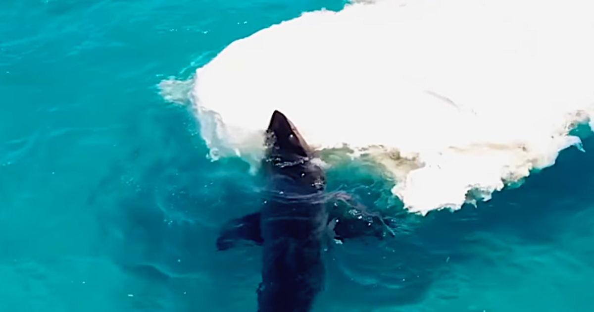 Sharks Feast on Whale Carcass Near Fatal Surfer Attack (Video) - Surfer