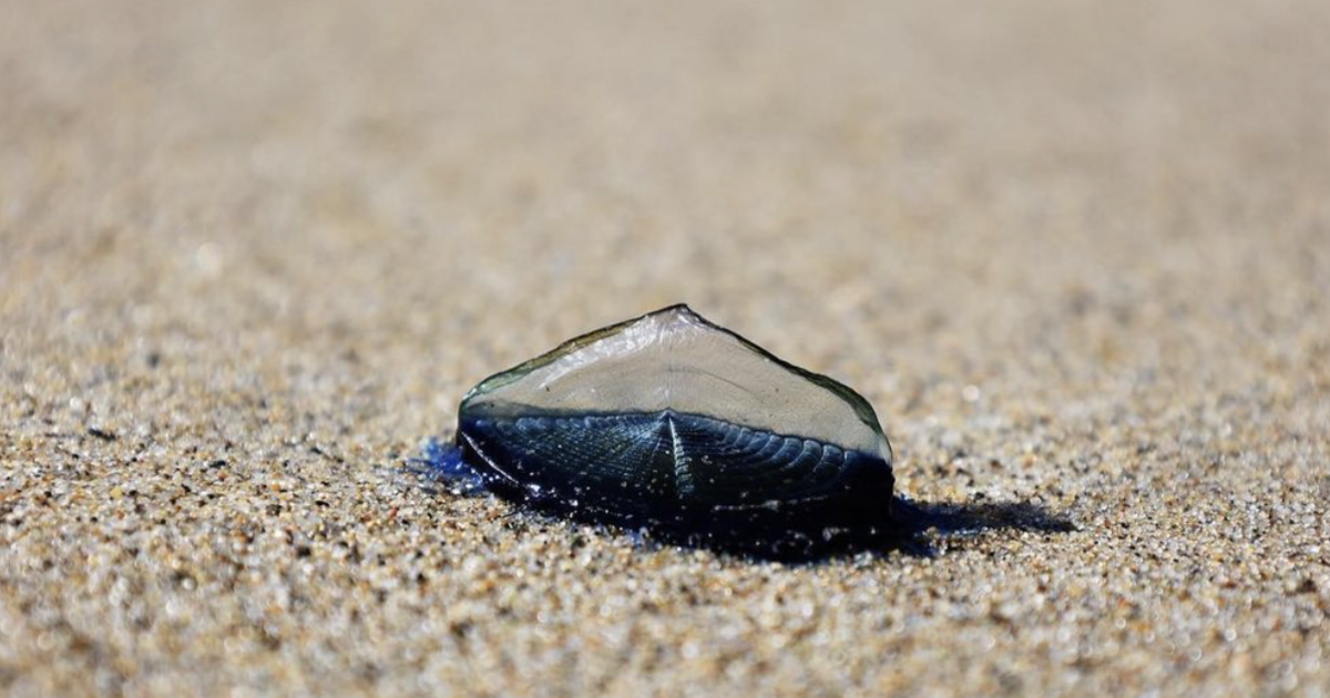 Strange Blue Sea Creatures Wash Ashore at California Surf Spots - Surfer