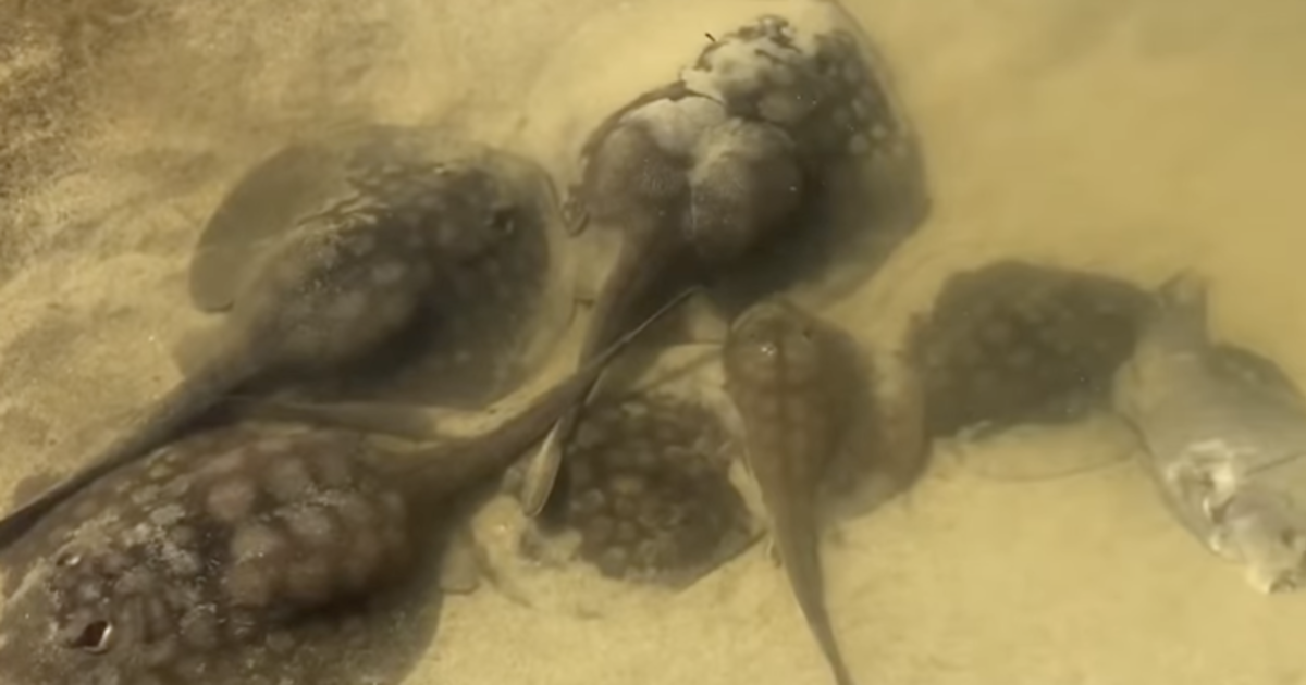 Watch: The “Stingray Shuffle” Is Less Effective than You Think - Surfer