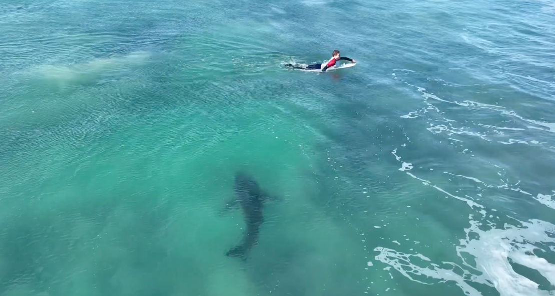 Update: Florida Shark Attack Victim - Surfer