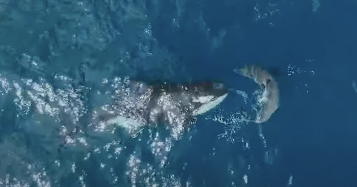 Video: Killer Whale Viciously Attacks Great White Shark