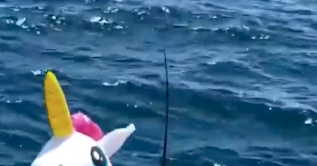 Florida Man In Unicorn Floaty Hooks 10-Foot Shark, Towed Four Miles ...
