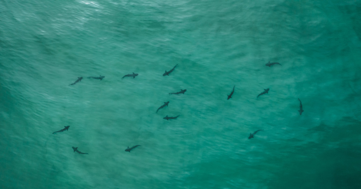 Sharks Swarm Beneath Unknowing Surfers in SoCal (Video) - Surfer