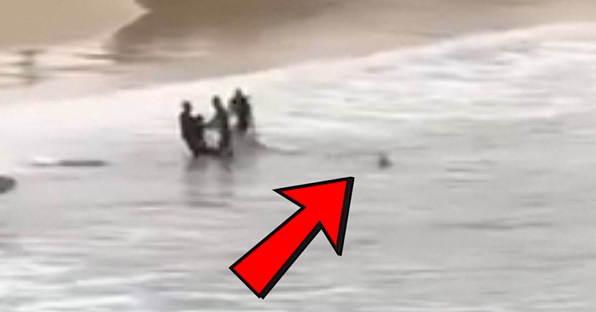 Shark Chases Surfers to Beach After Attacking Teen (Video) - Surfer