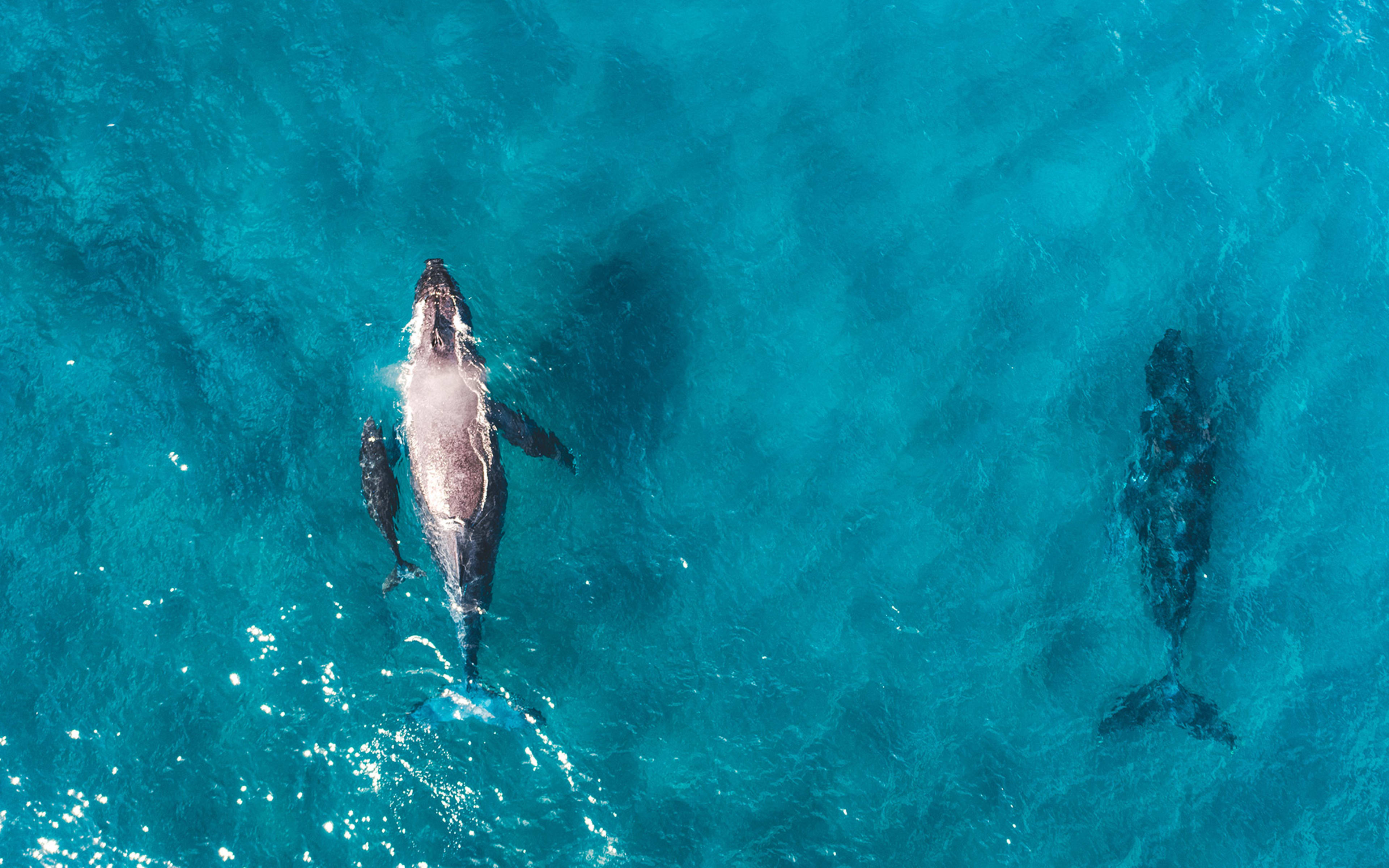 Kayaker Swallowed Whole In Chile, Lives To Tell The Tale