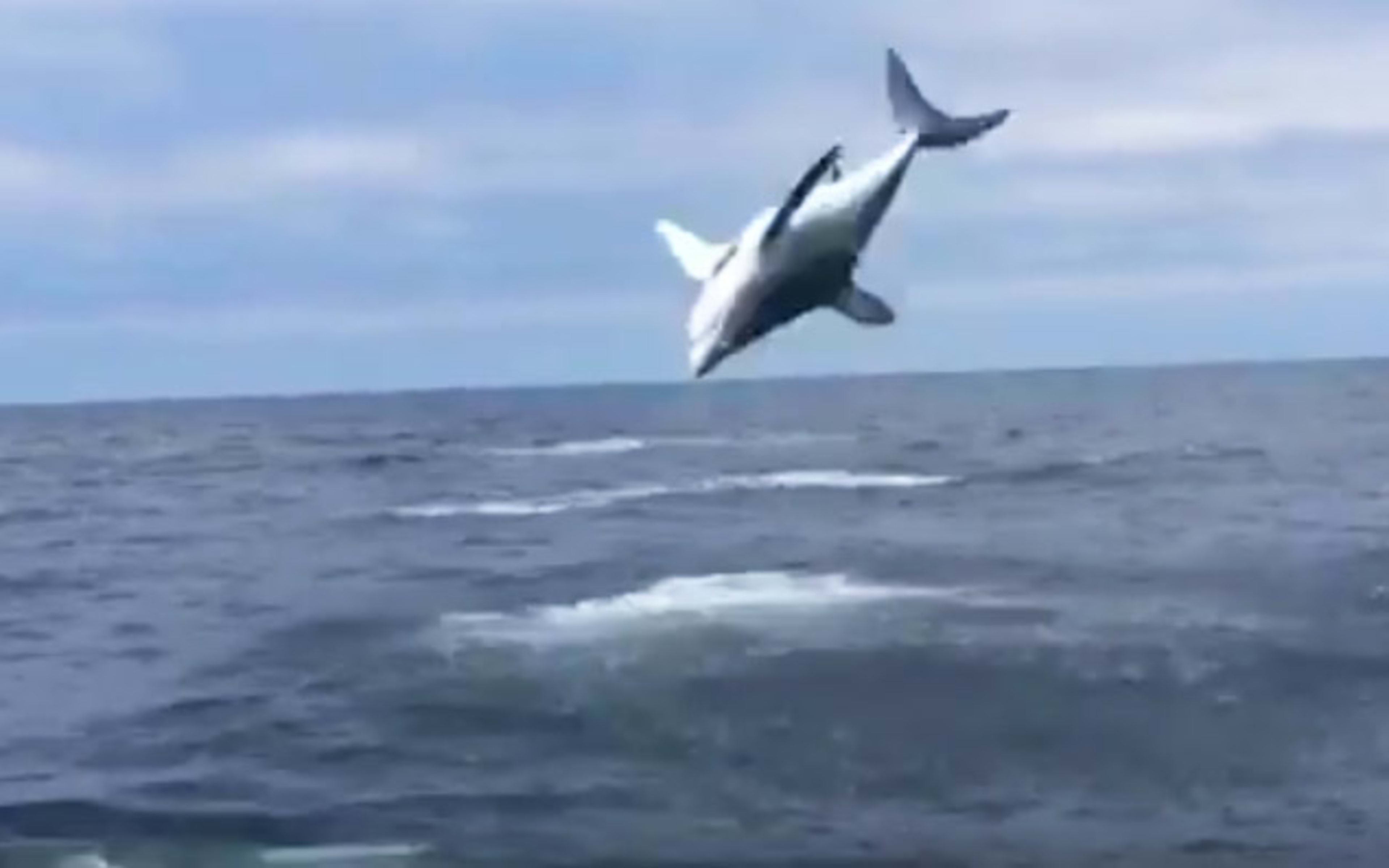 There's A Flying Shark Off The San Diego Coast