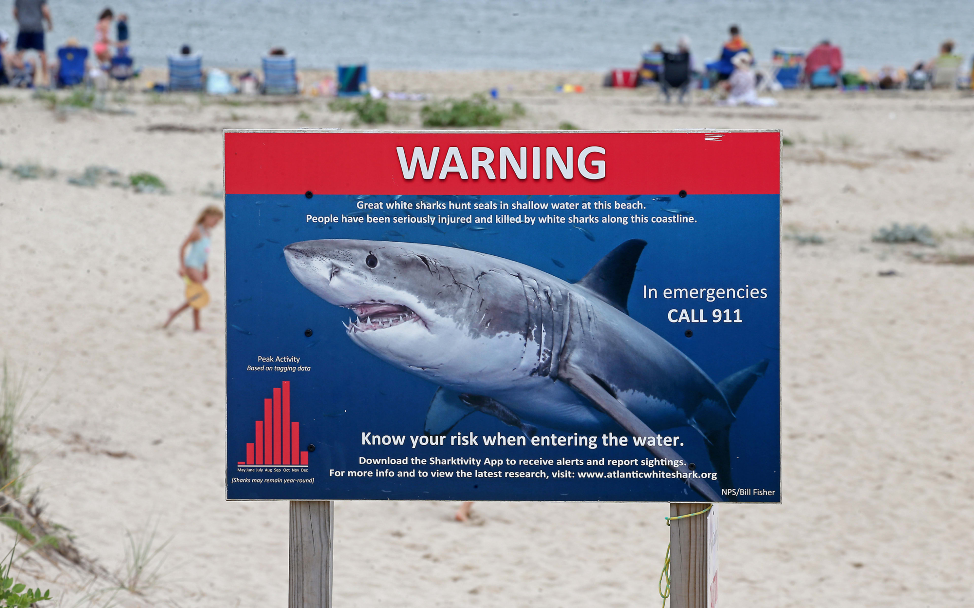 What's New With Shark Deterrents, Repellants and Mitigation Technology?