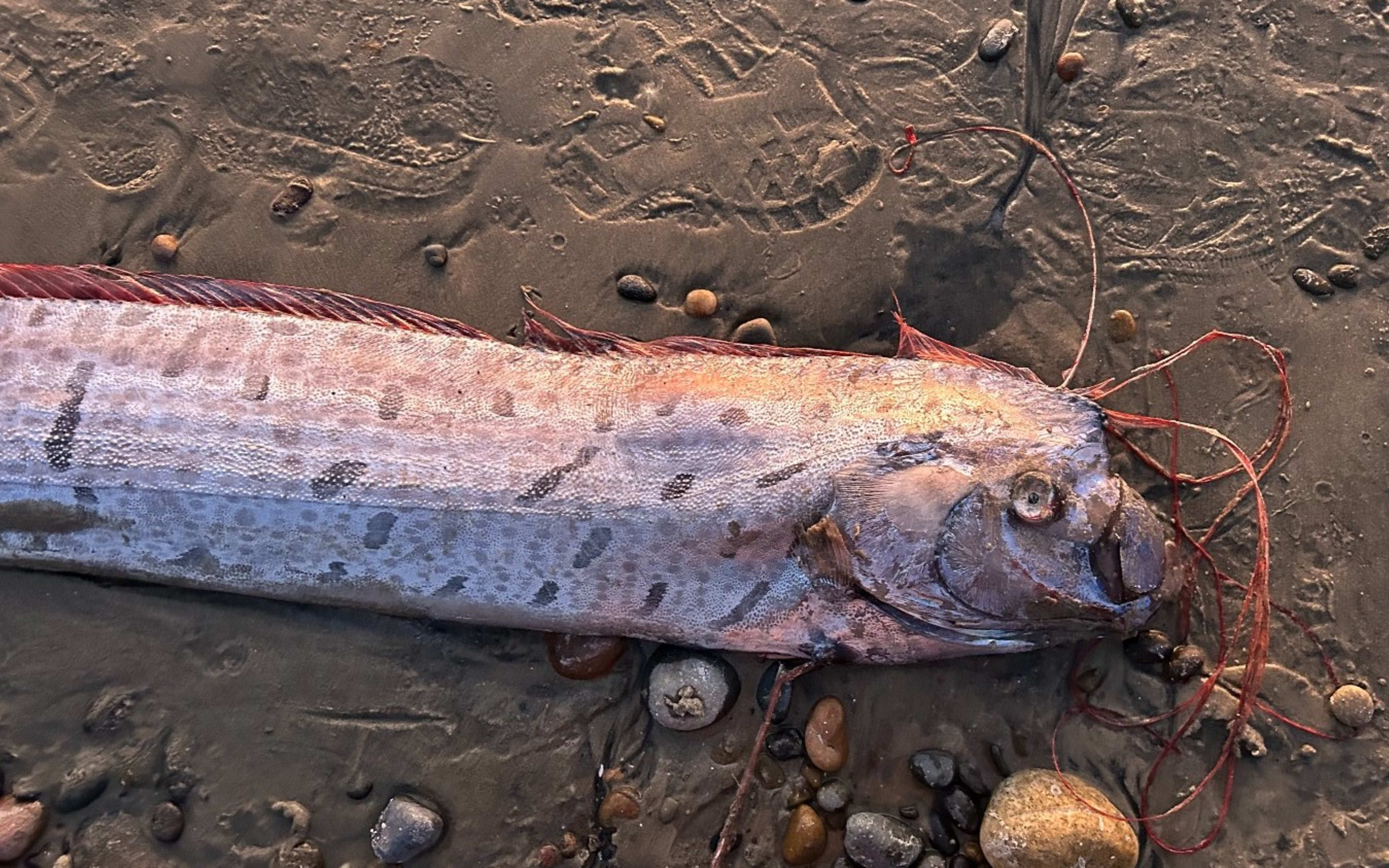 10' Doomsday Fish Washes Ashore, Cursing San Diego Surf Town